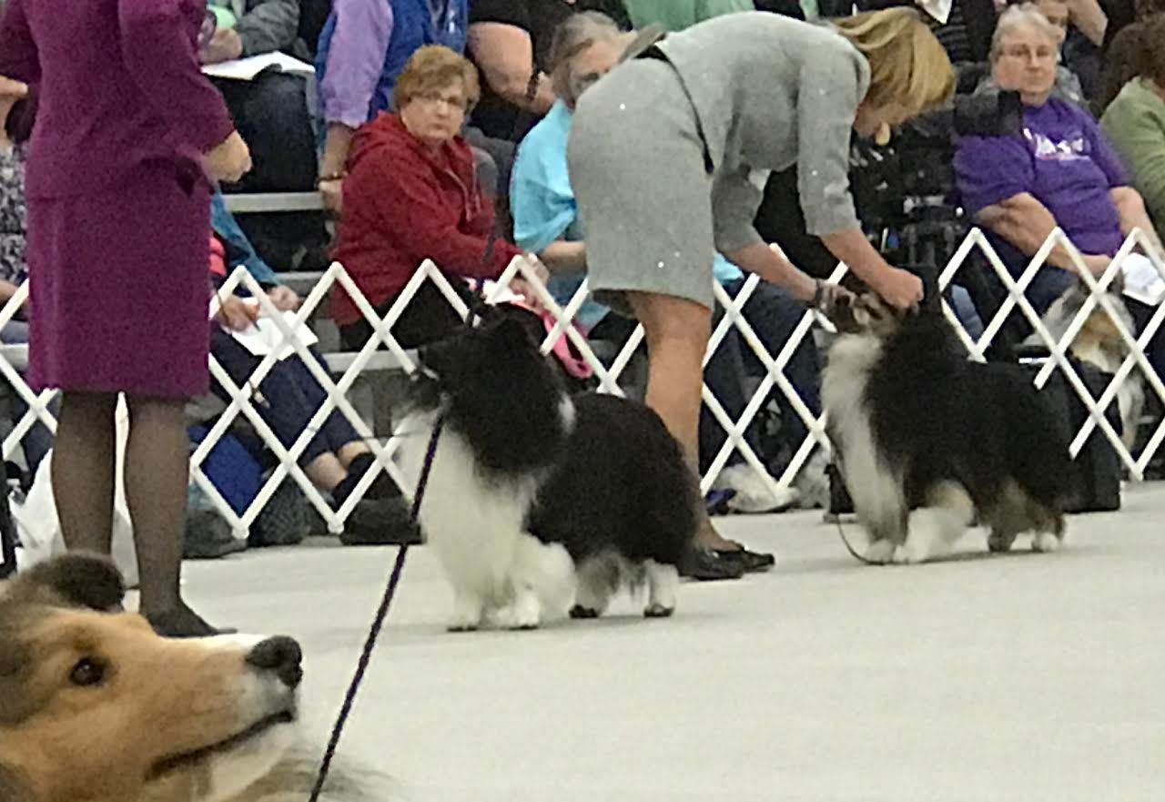 WEIS SHELTIES - Walker's Page