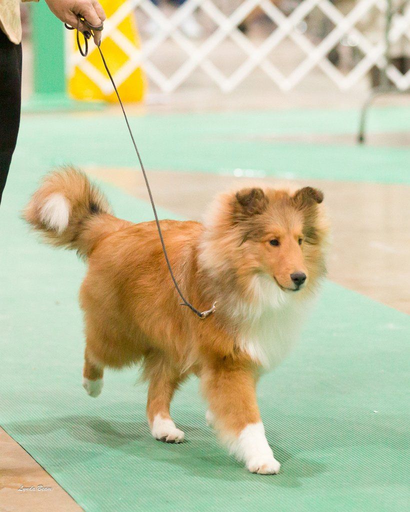 WEIS SHELTIES - James Page