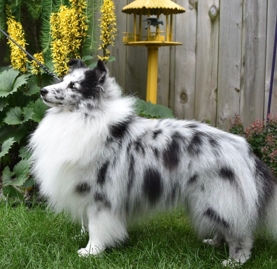 WEIS SHELTIES - Adult for Sale