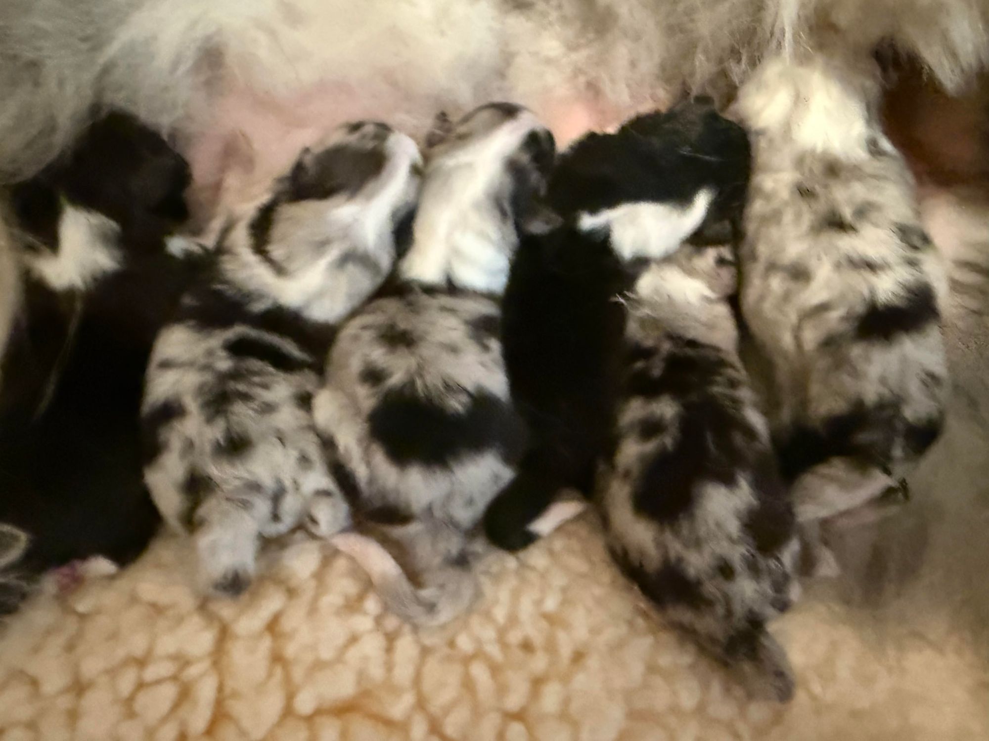 WEIS SHELTIES - Puppies Available