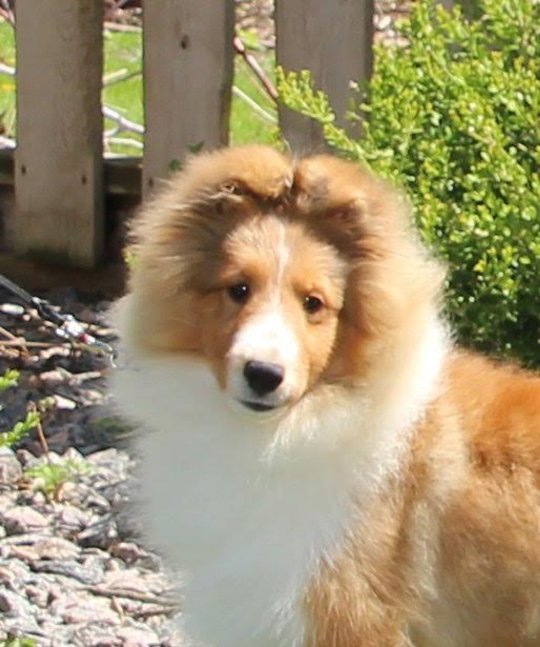 WEIS SHELTIES