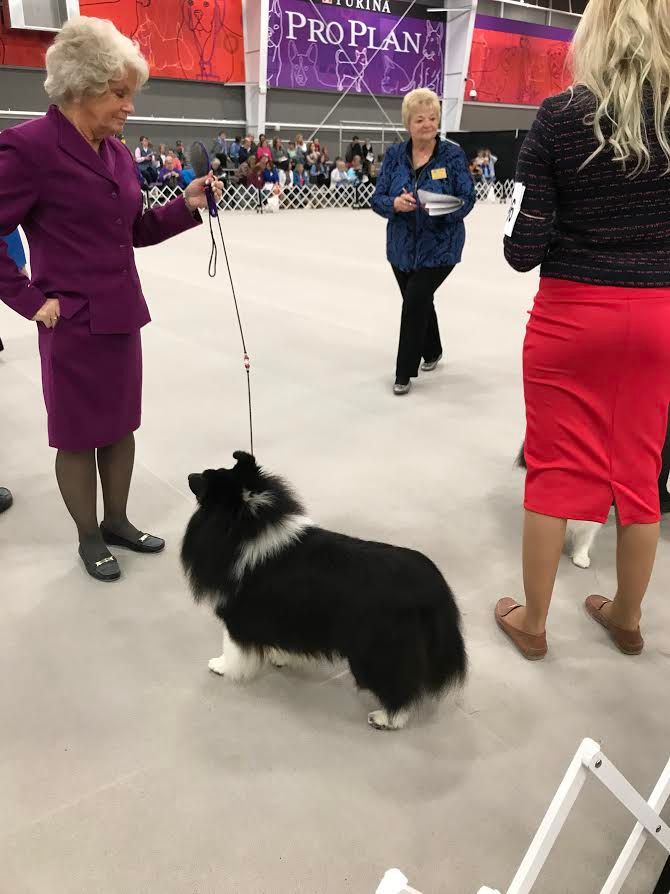 WEIS SHELTIES - Walker's Page