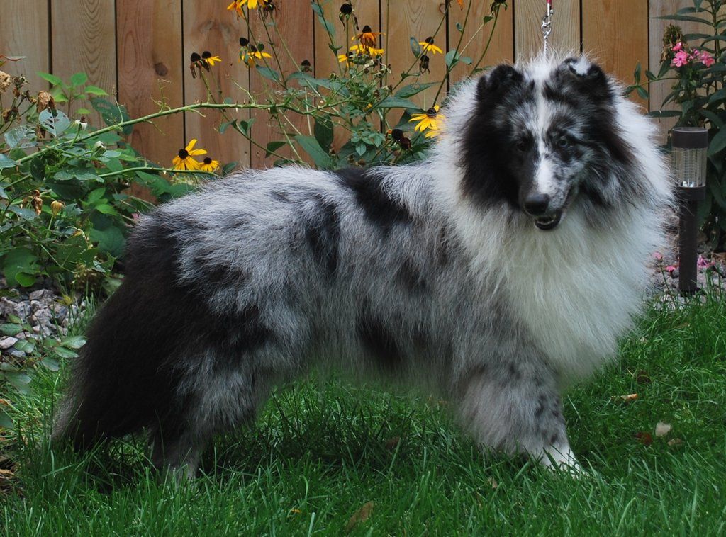 WEIS SHELTIES - Rocky's Page
