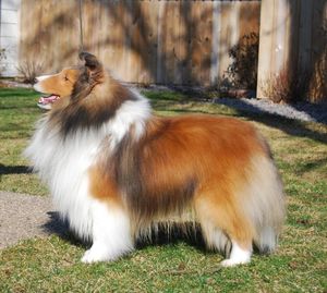 WEIS SHELTIES - Gram's Page