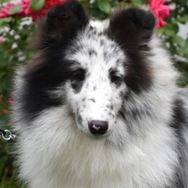 WEIS SHELTIES - Adult for Sale