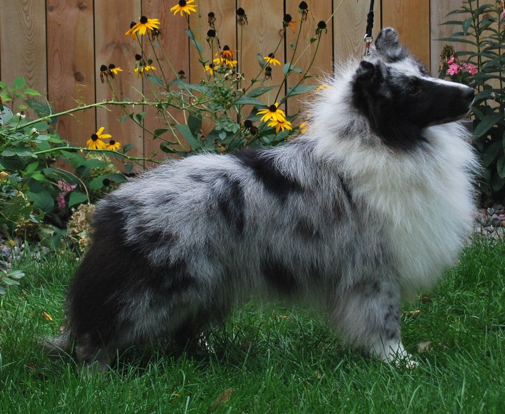 WEIS SHELTIES - Rocky's Page
