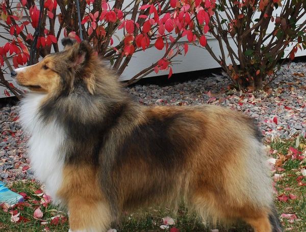 WEIS SHELTIES - Adult for Sale