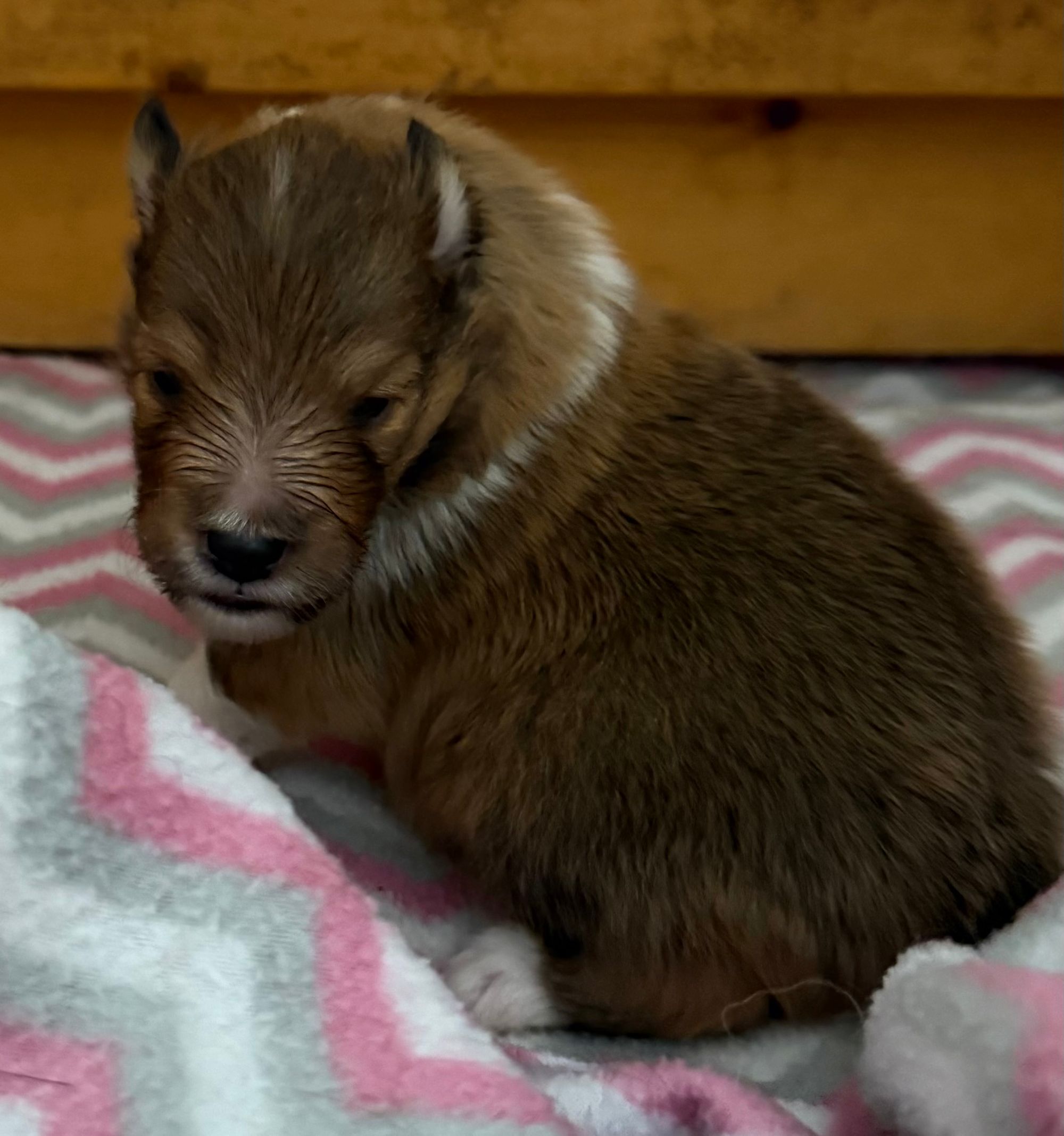 WEIS SHELTIES - Puppies Available