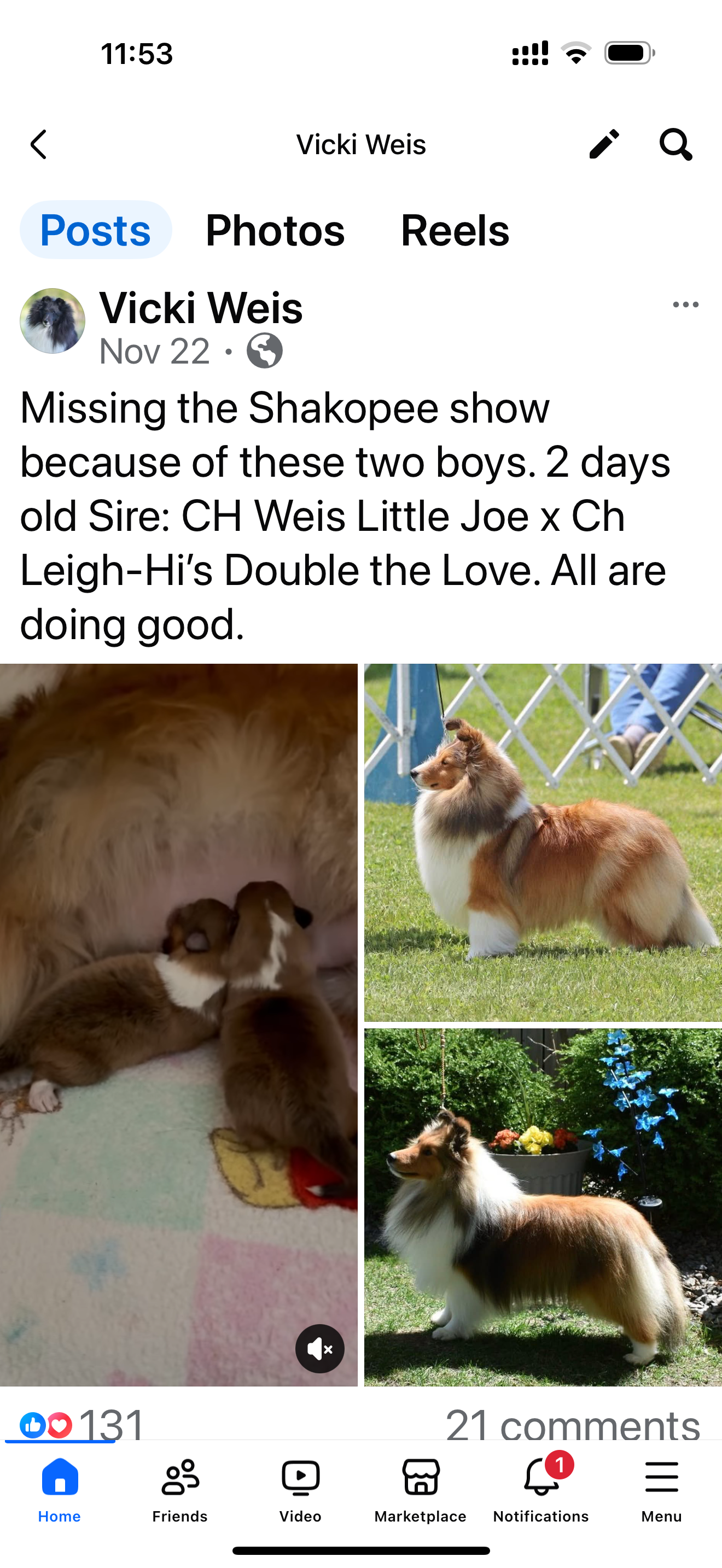 WEIS SHELTIES - Puppies Available