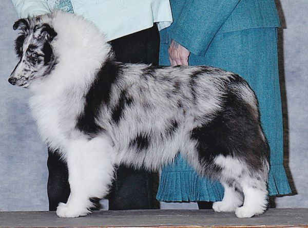 WEIS SHELTIES - Rocky's Page