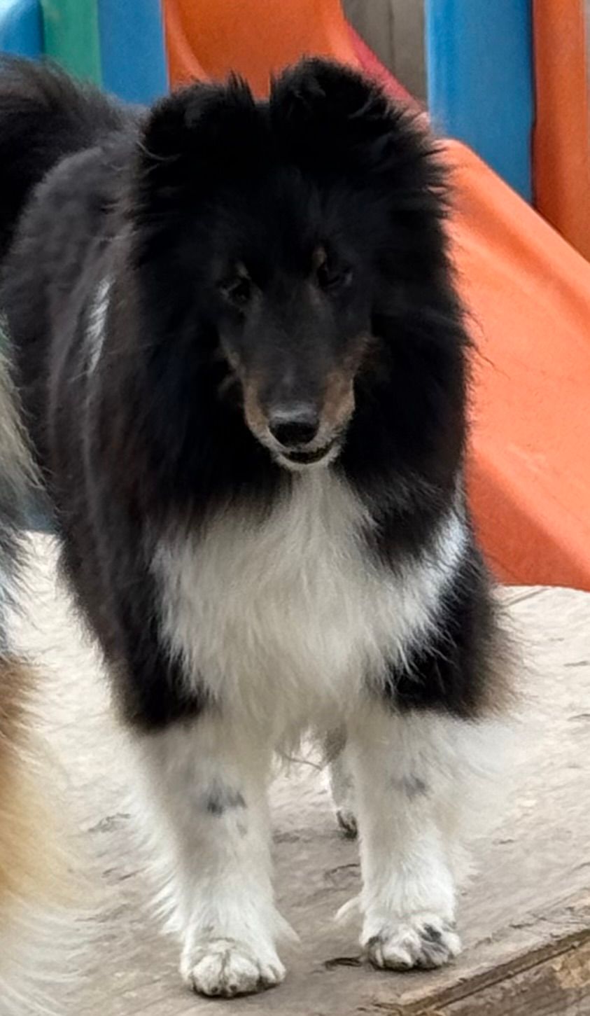 WEIS SHELTIES - Adult for Sale