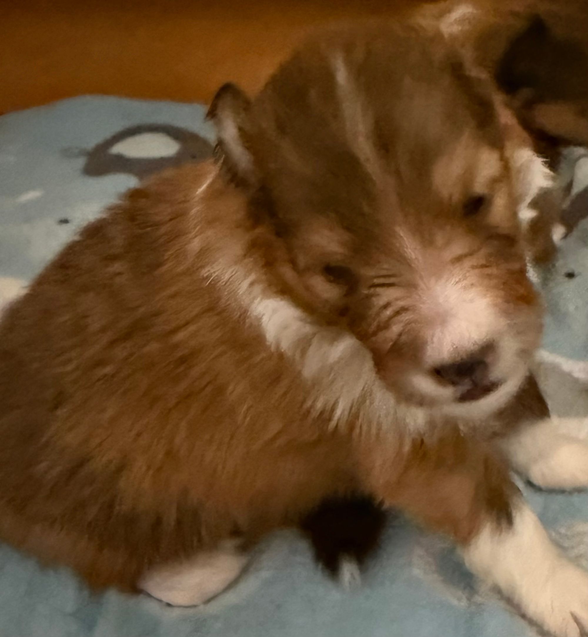 WEIS SHELTIES - Puppies Available