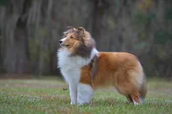 WEIS SHELTIES - Gram's Page