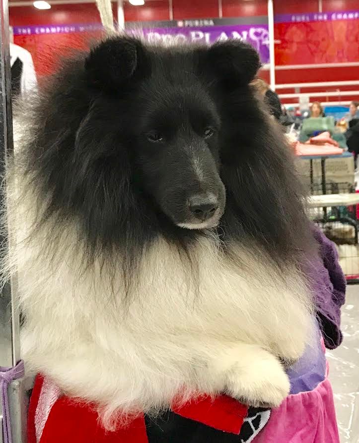 WEIS SHELTIES - Walker's Page