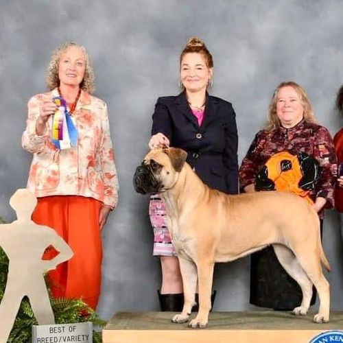 Gaffle Bullmastiffs - Puppies!