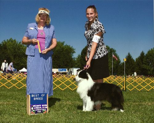Ammardan Border Collies - Levi