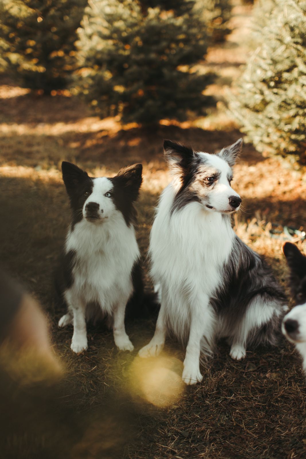 Ammardan Border Collies - Lux