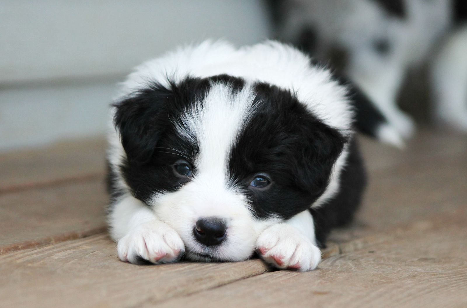 Ammardan Border Collies - Puppy Information