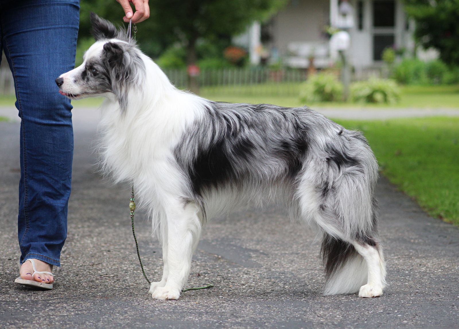 Ammardan Border Collies - Lux