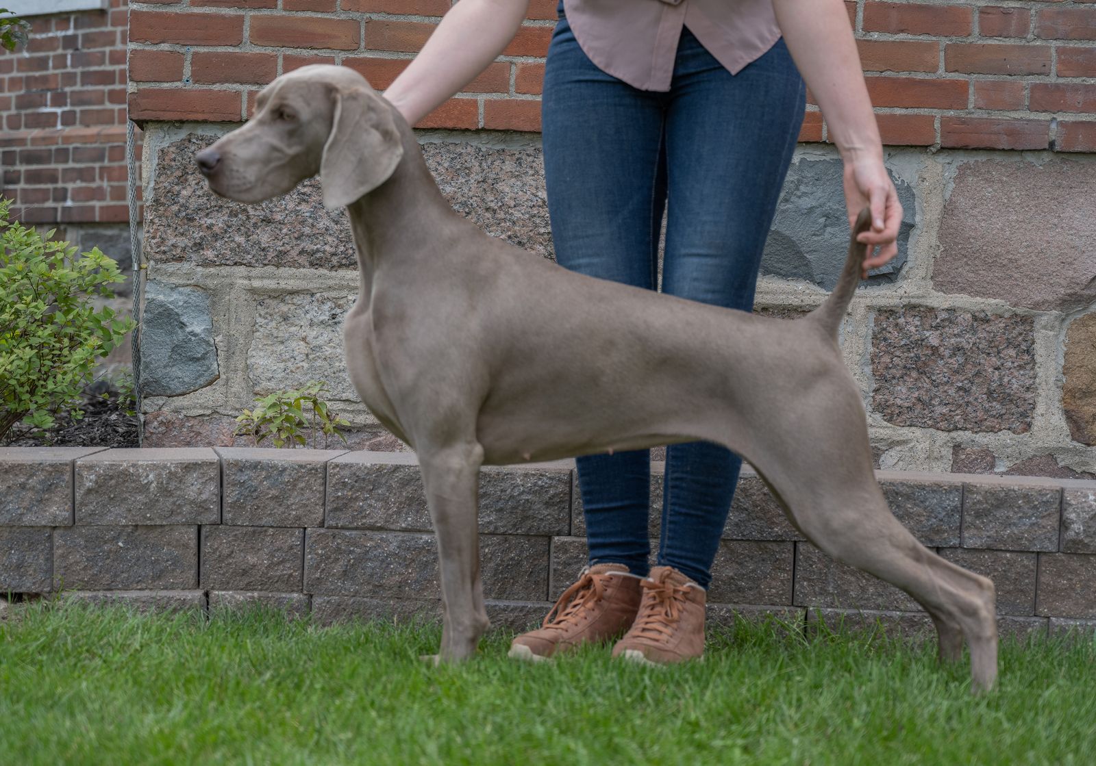 Breica Weimaraners - Our Girls