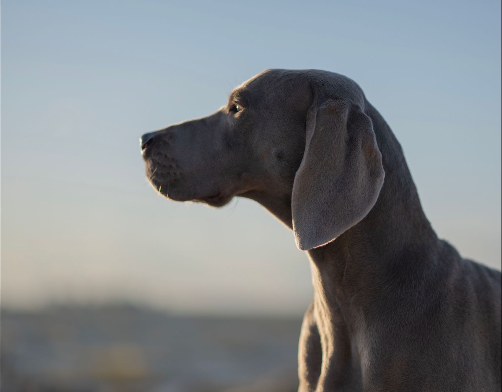 Breica Weimaraners - Our Girls
