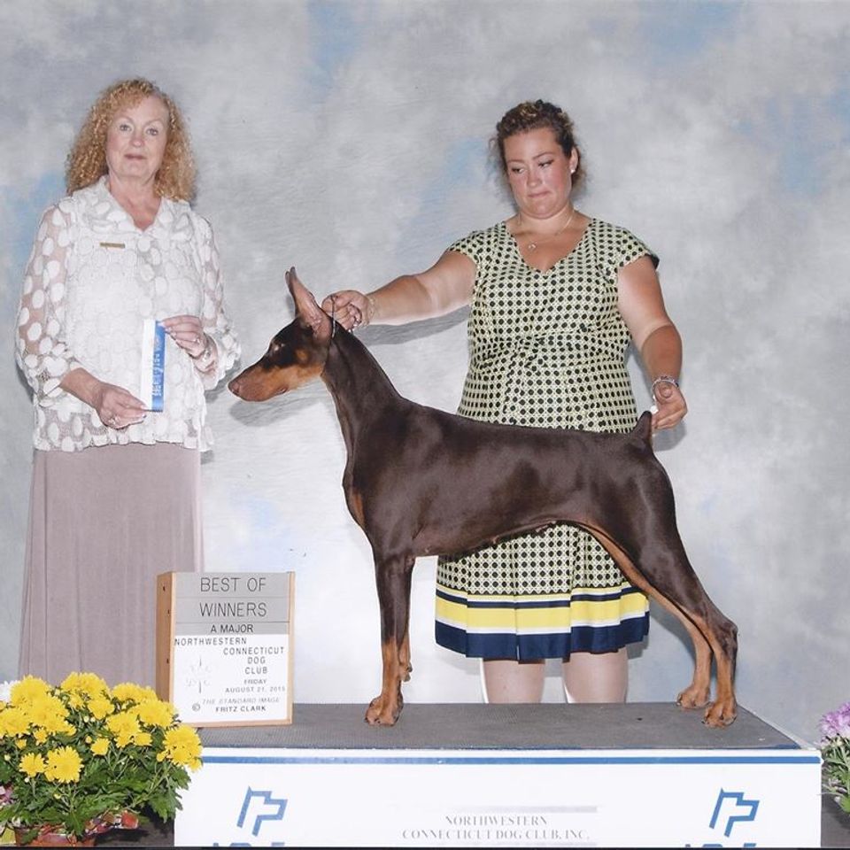 Holloway Dobermans - Ruby