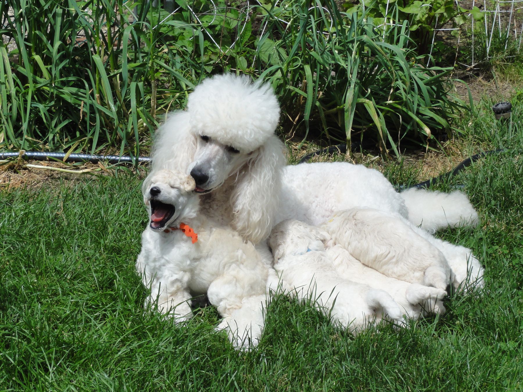 Celeto Standard & Miniature Poodles