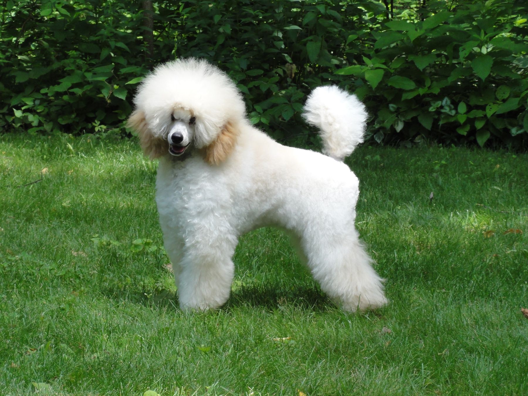 Celeto Standard & Miniature Poodles - Miniature Poodles