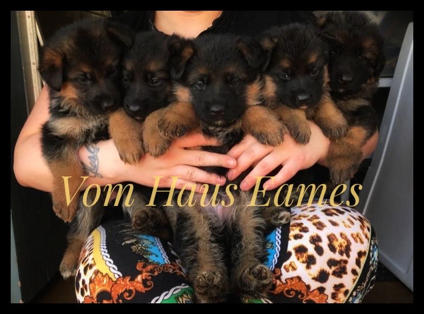 Vom Haus Eames German Shepherds
