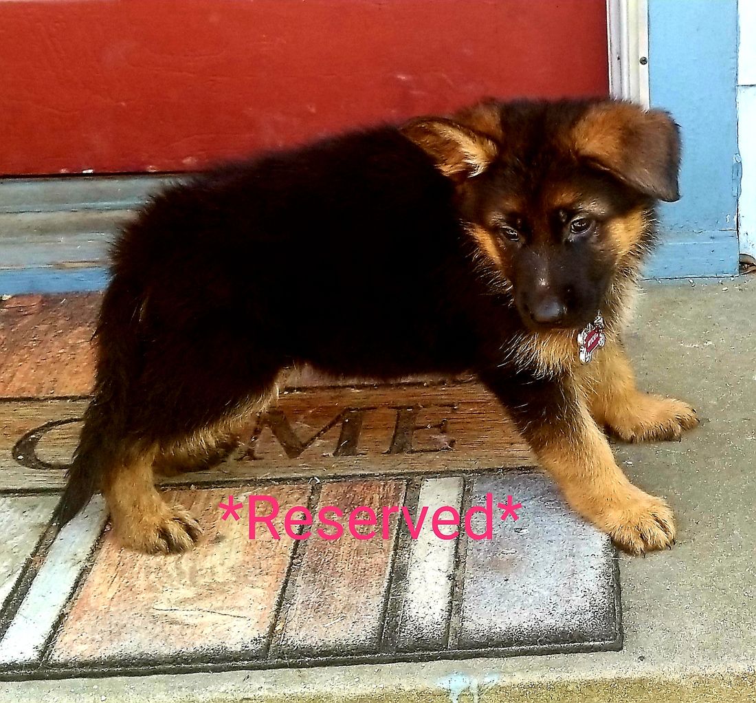 Vom Haus Eames German Shepherds - Available Puppies