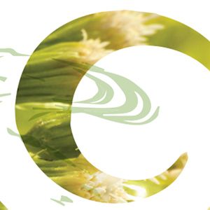 rhiannon - 2025 ATWI PAYMENTS