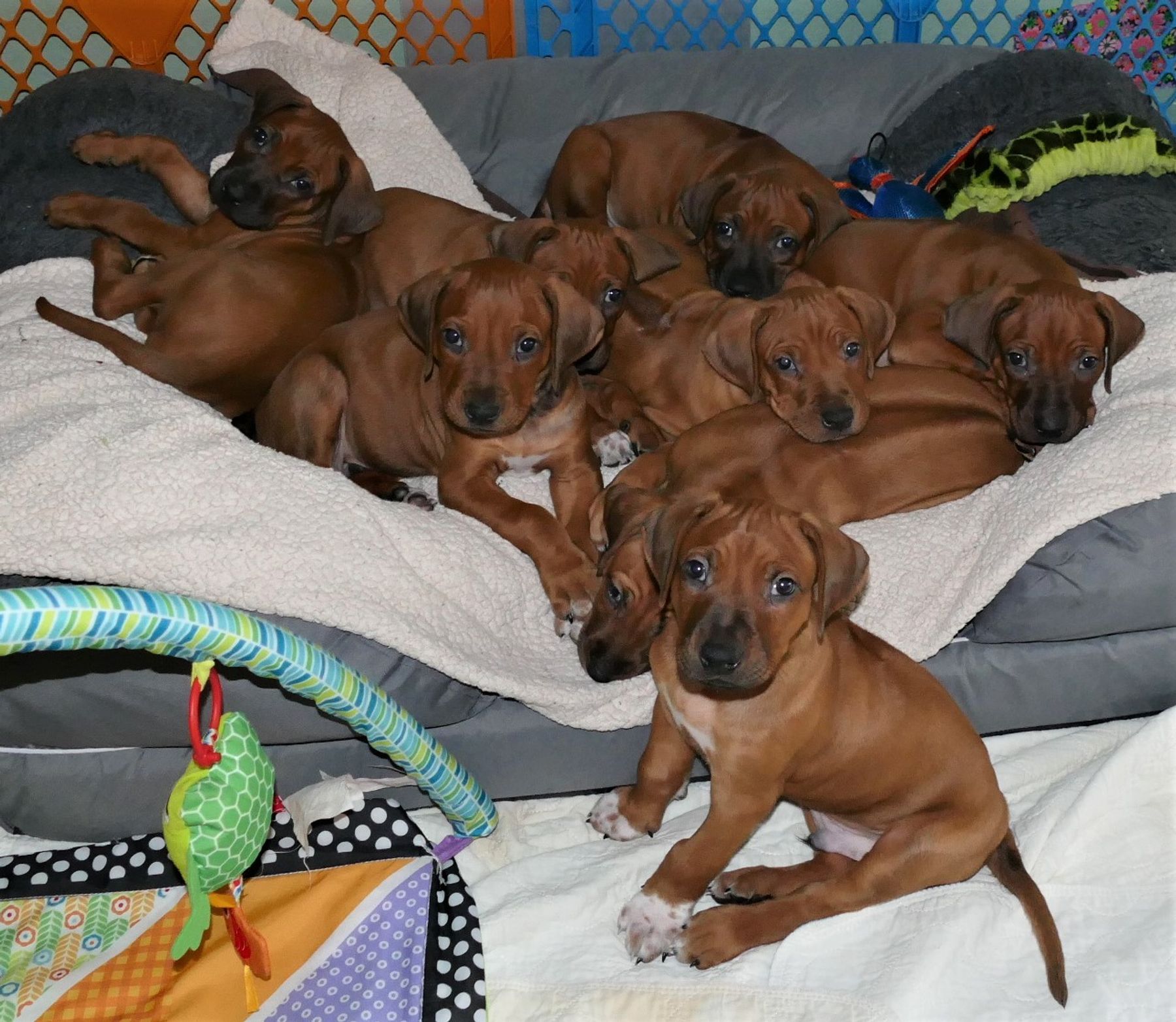 Africali Rhodesian Ridgebacks