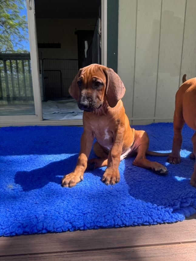 Africali Rhodesian Ridgebacks - Puppies, 2025
