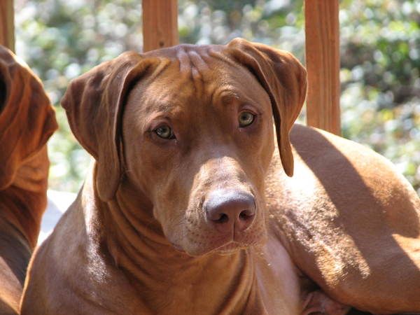 Africali Rhodesian Ridgebacks - Pups Grown Up!