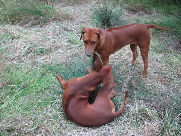 Africali Rhodesian Ridgebacks - Pups Grown Up!