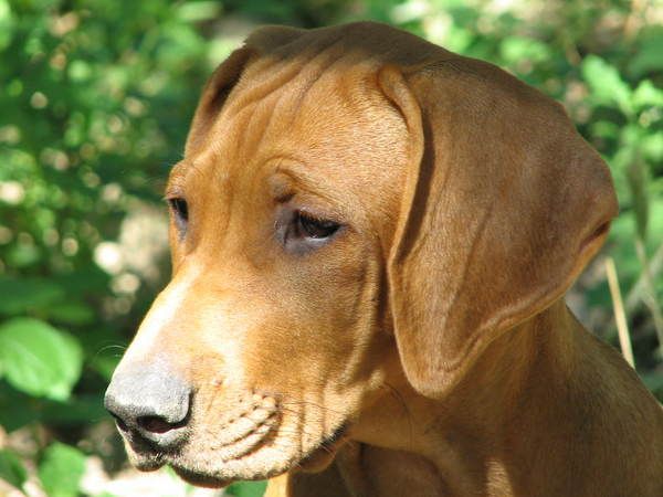 Africali Rhodesian Ridgebacks - Pups Grown Up!