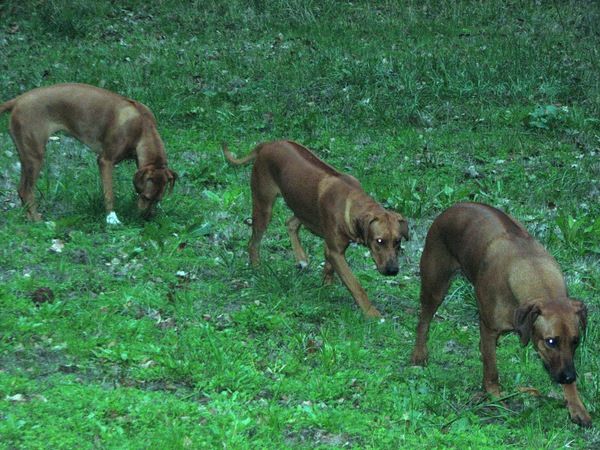 Africali Rhodesian Ridgebacks - Pups Grown Up!