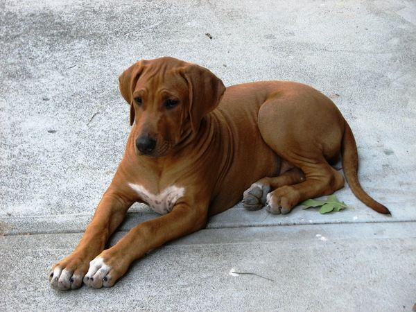 Africali Rhodesian Ridgebacks - Pups Grown Up!