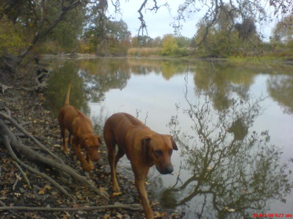 Africali Rhodesian Ridgebacks - Pups Grown Up!