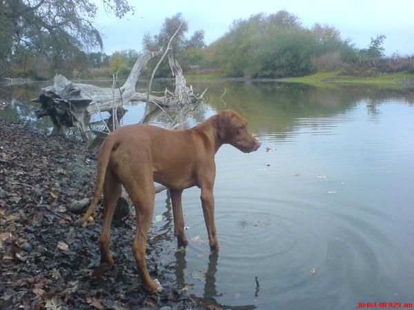Africali Rhodesian Ridgebacks - Pups Grown Up!