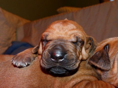Africali Rhodesian Ridgebacks