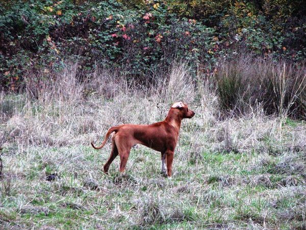 Africali Rhodesian Ridgebacks - Pups Grown Up!