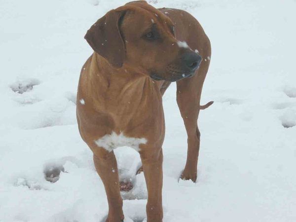 Africali Rhodesian Ridgebacks - Pups Grown Up!
