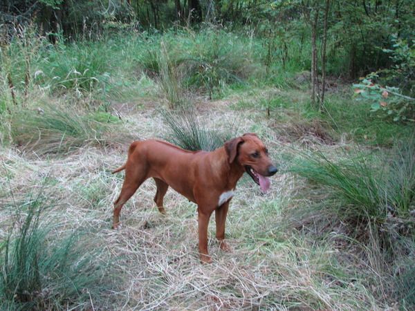Africali Rhodesian Ridgebacks - Pups Grown Up!