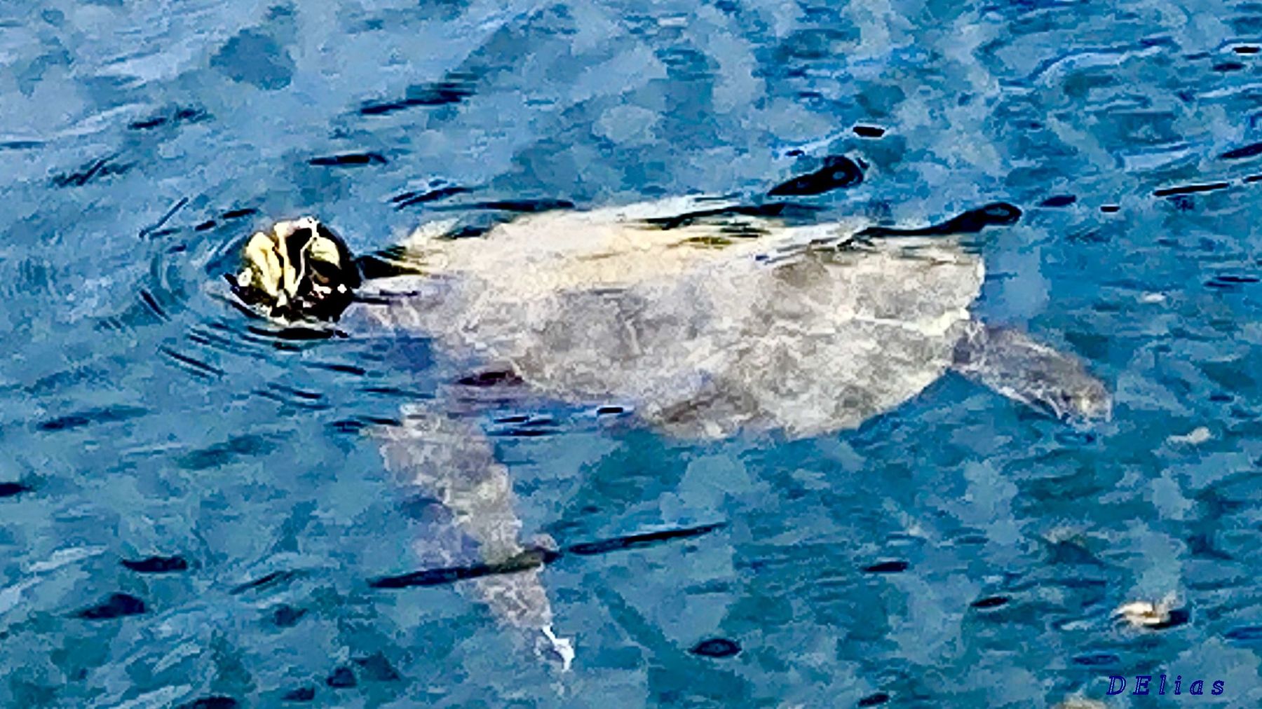 David Elias - DSD and MQA Singer-Songwriter