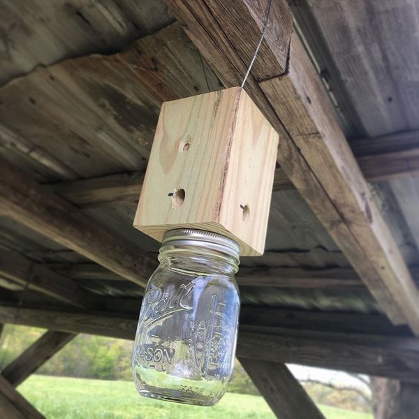 Carpenter bee's are the GD devil > General Discussion > AR15.COM