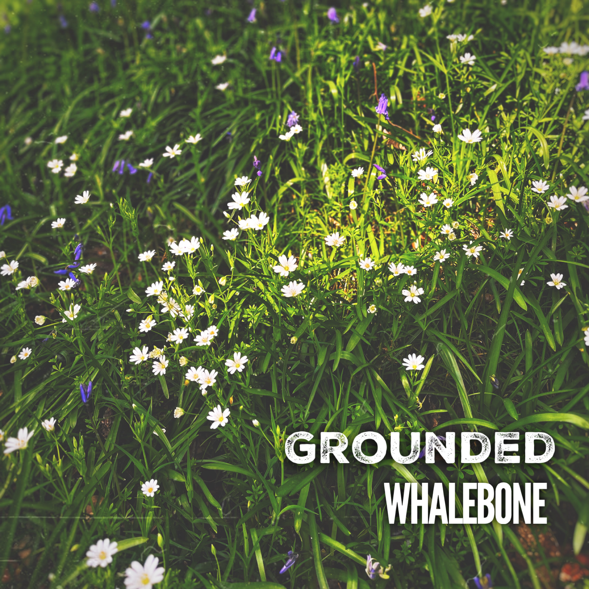 Grounded - Whalebone