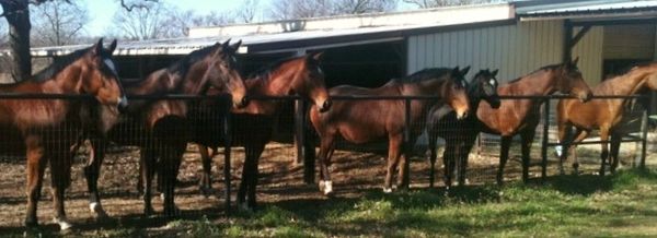 Four Friends Farm