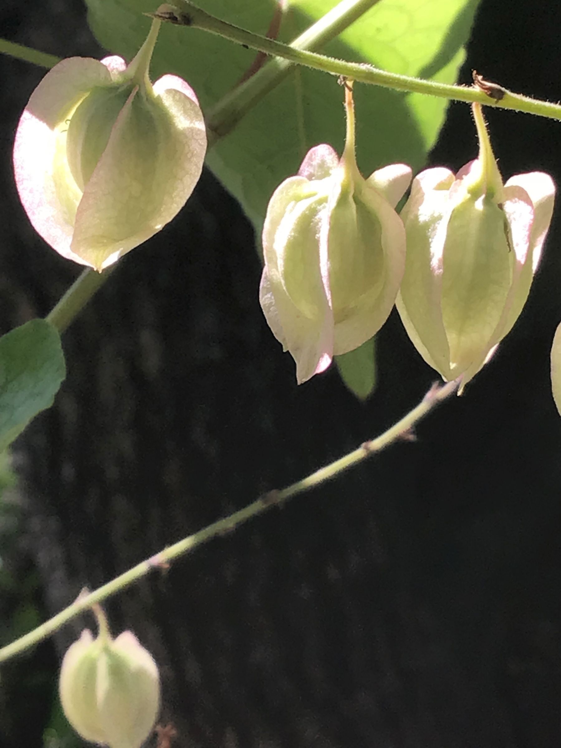 Hannah Fury/Mellowtraumatic Recordings - Image Gallery