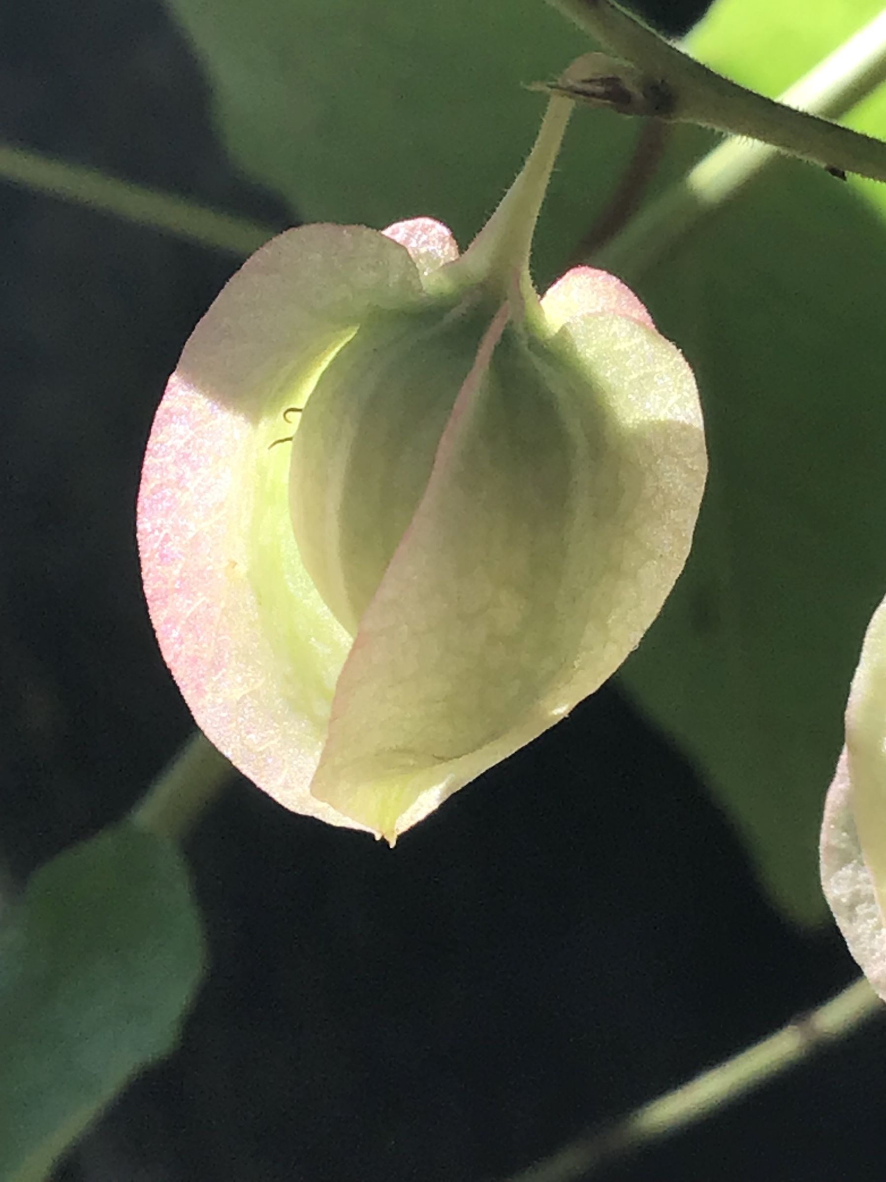 Hannah Fury/Mellowtraumatic Recordings - Recordings